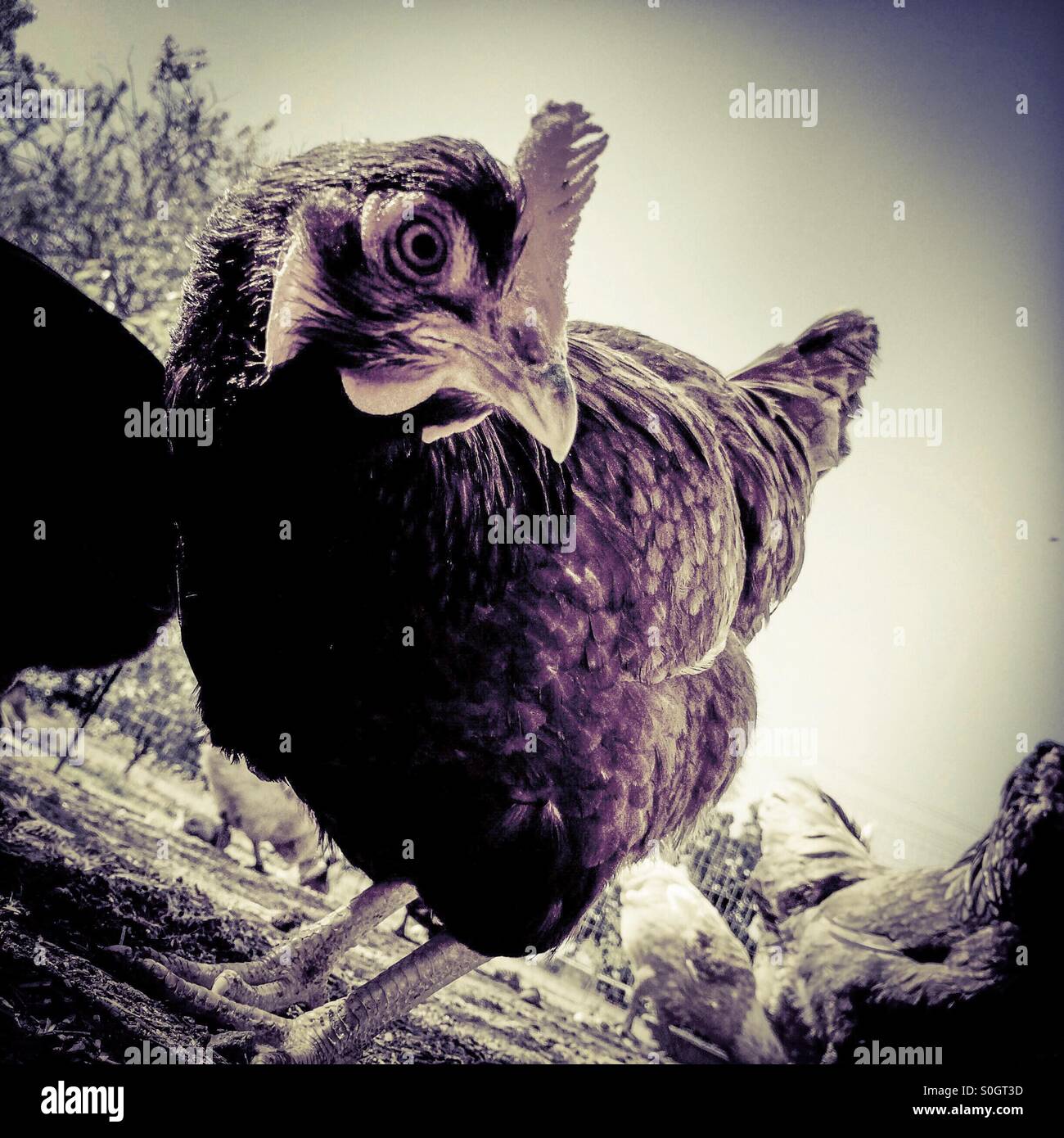 Angry chicken hi-res stock photography and images - Alamy