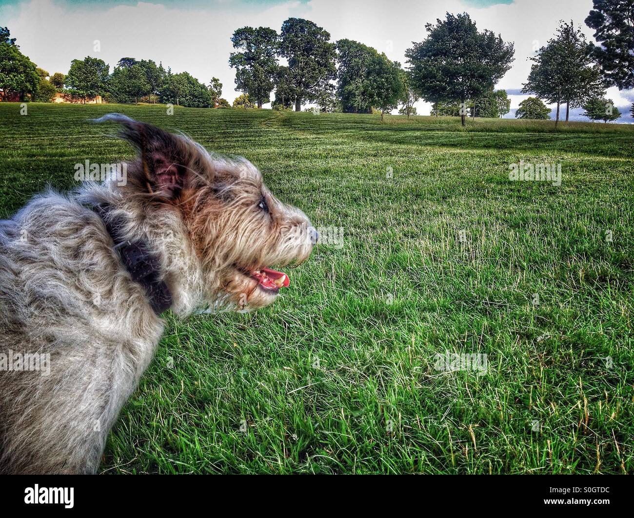 Blown dog hi-res stock photography and images - Alamy