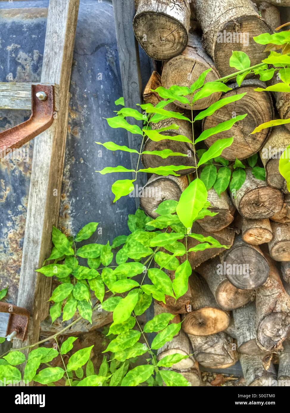 Leaves on logs hi-res stock photography and images - Alamy