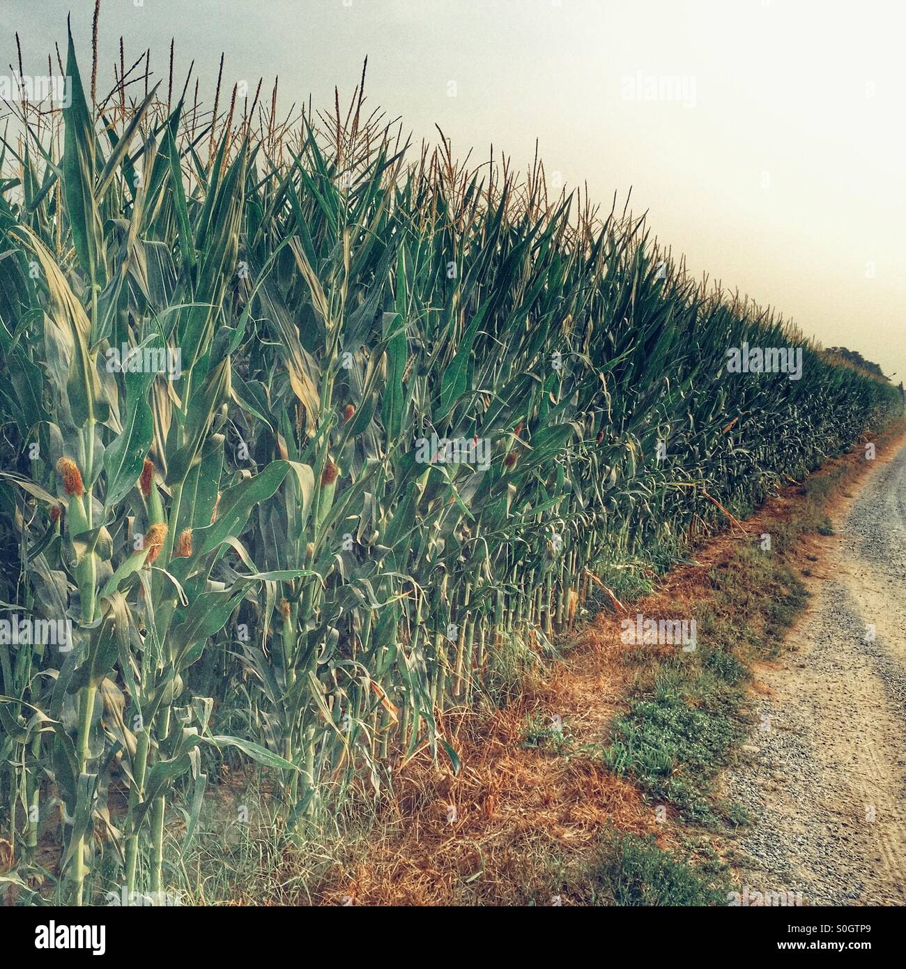 Corn field, Veneto, Italy Stock Photo - Alamy