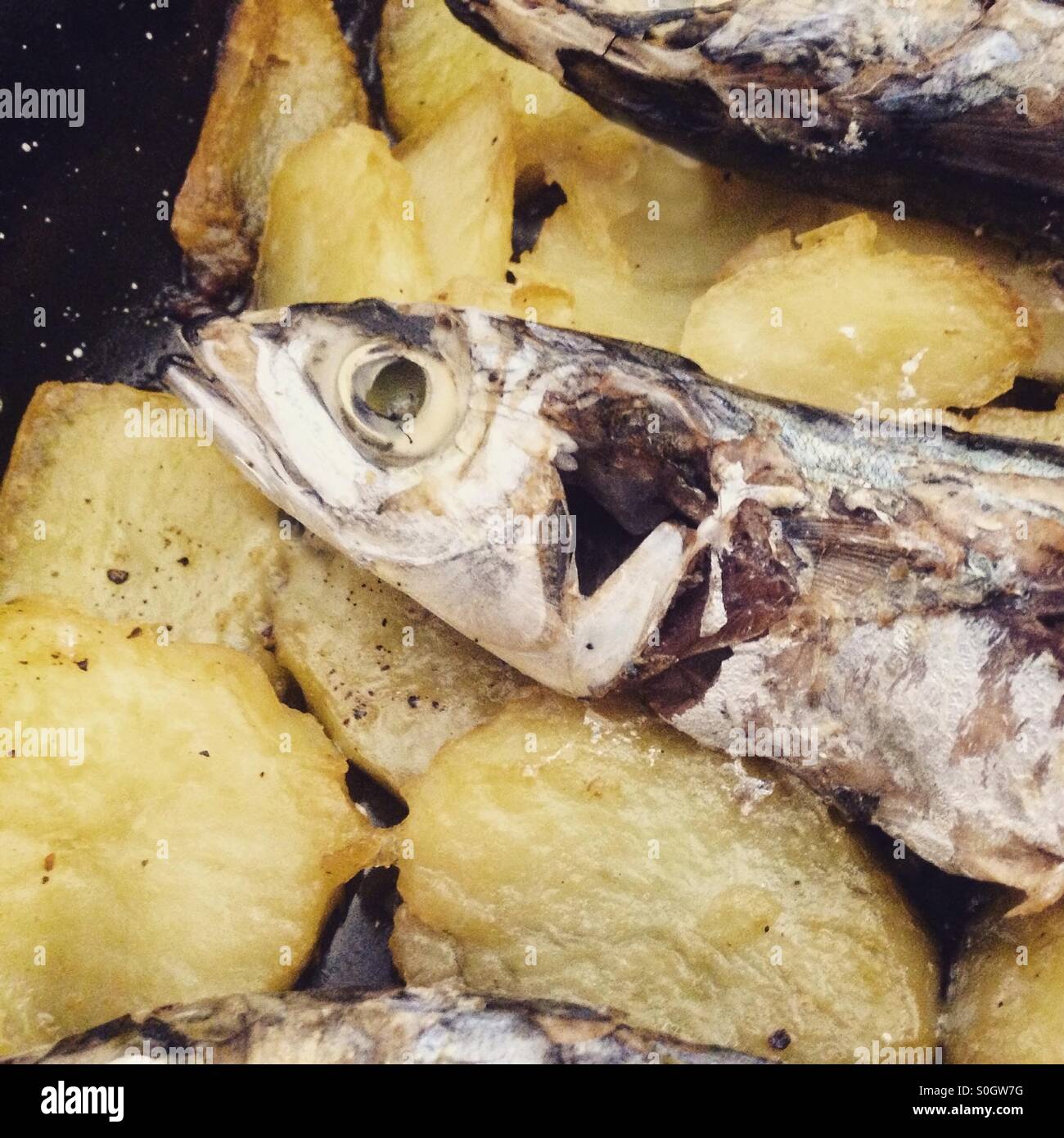 Mackarel hi-res stock photography and images - Alamy