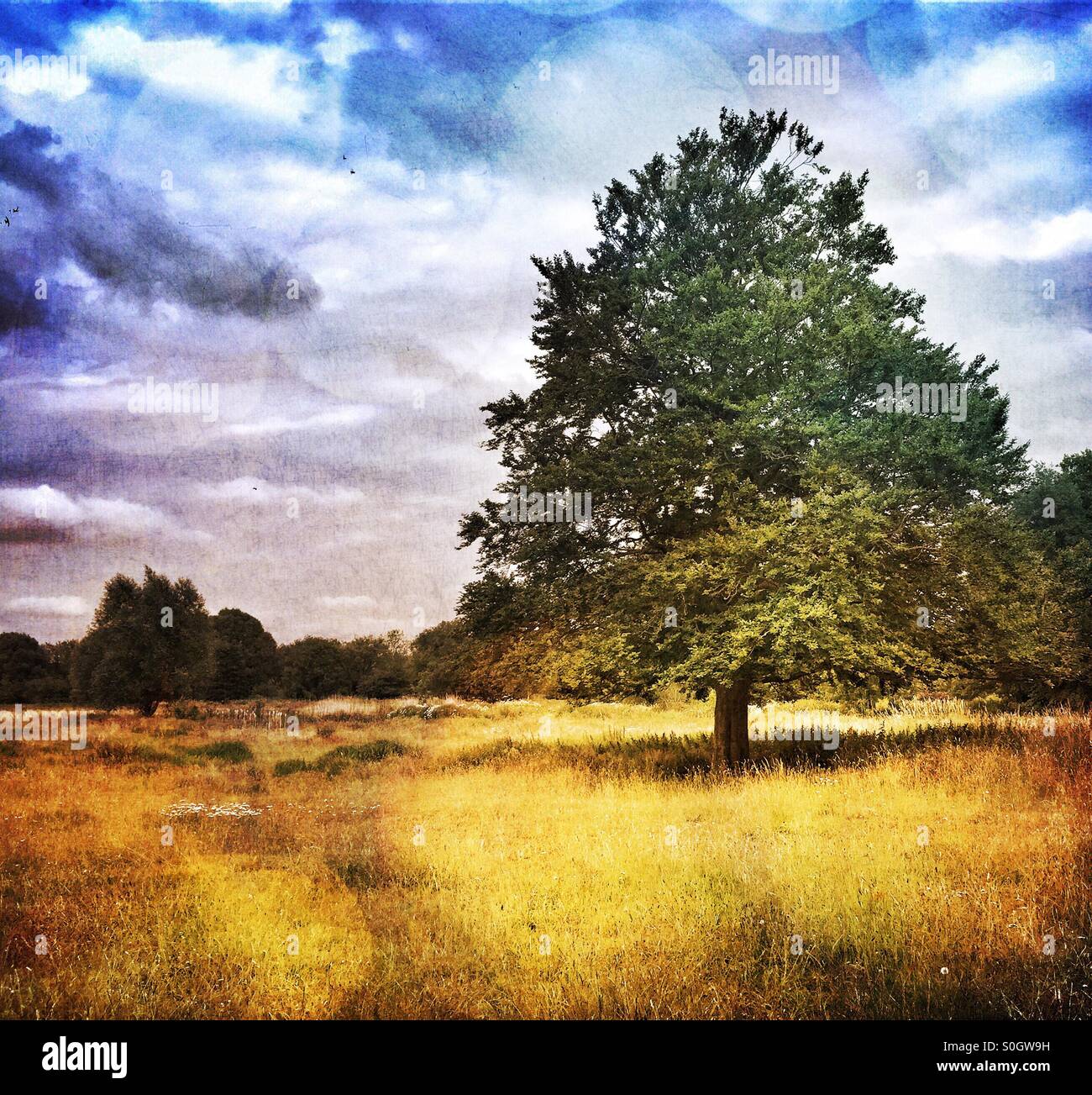 Lone tree in a summer meadow Stock Photo - Alamy