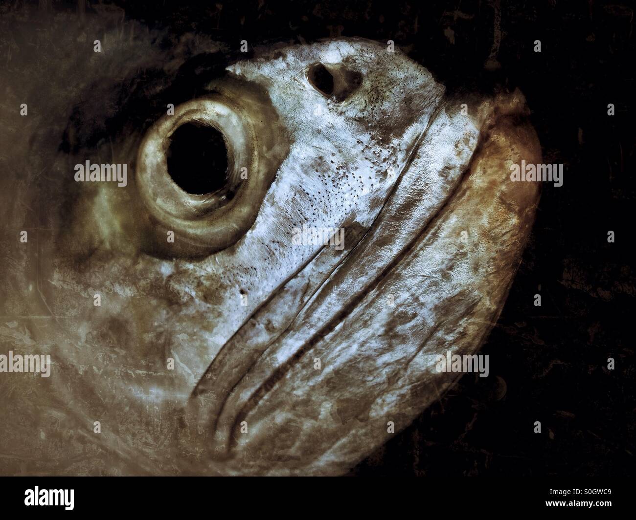 Queenfish High Resolution Stock Photography and Images - Alamy