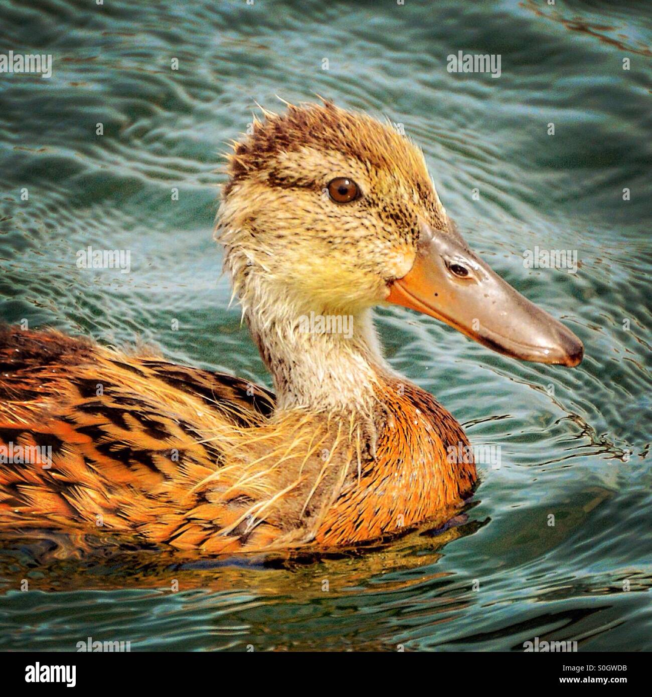 Happy duckling hi-res stock photography and images - Alamy
