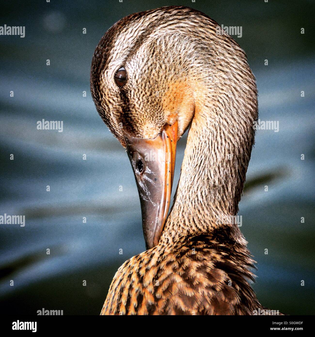 Duckface hi-res stock photography and images - Alamy