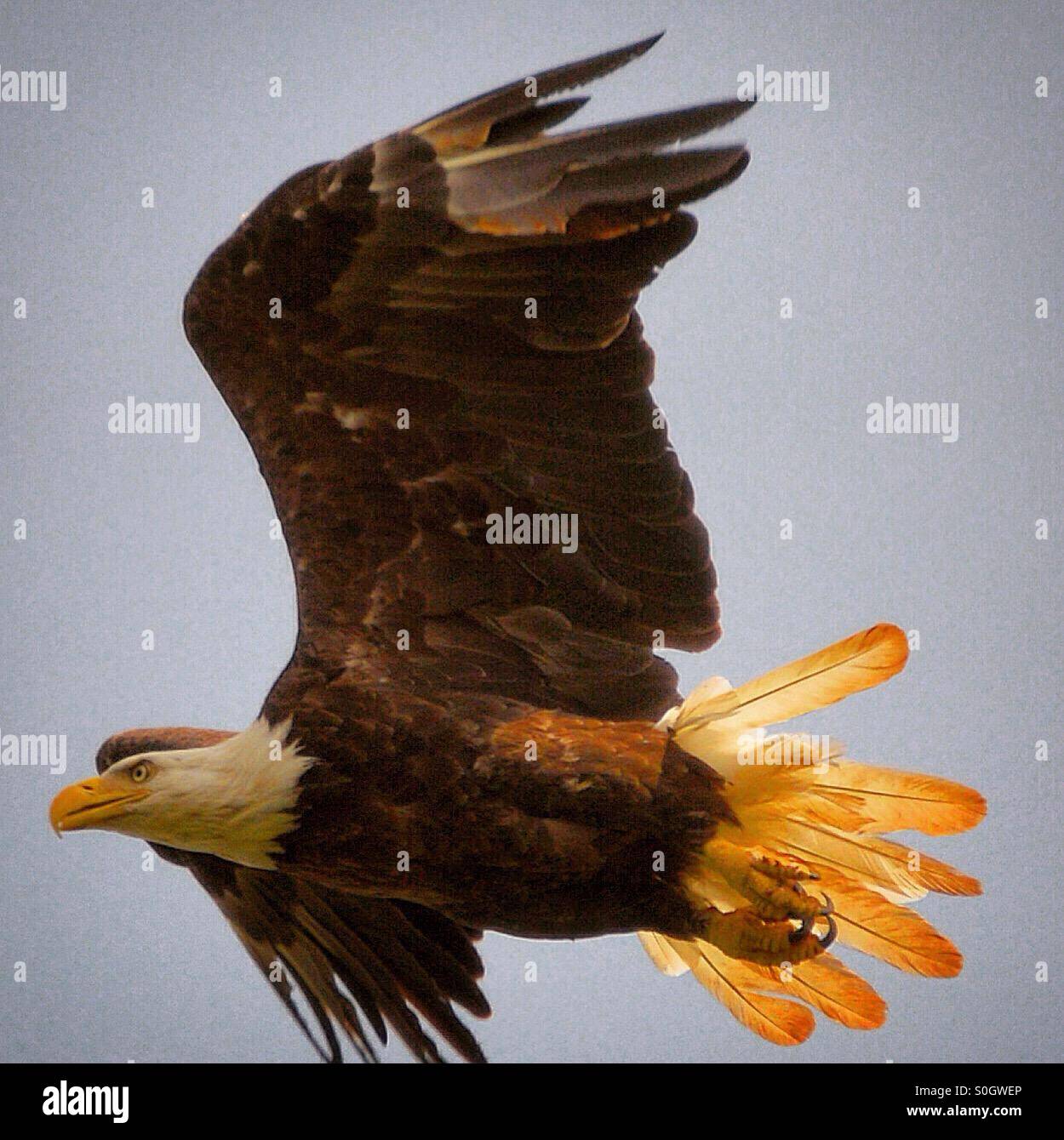 Bald Eagle Flying High Stock Photo - Alamy