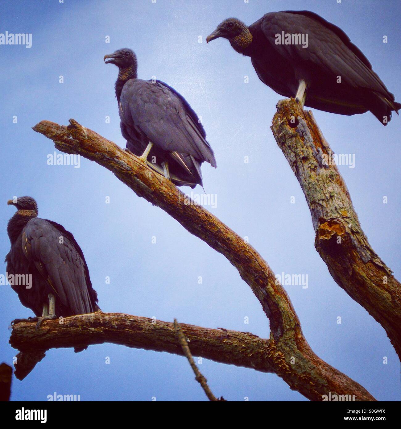Trio of birds hi-res stock photography and images - Alamy