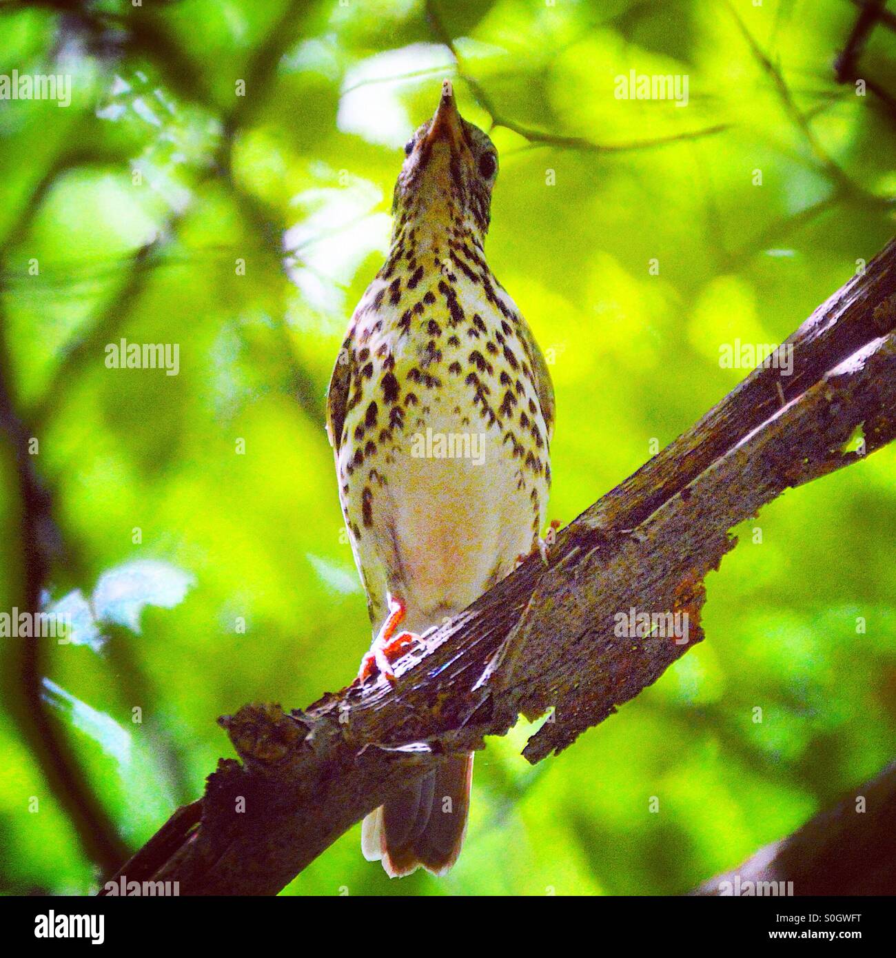 Wood thrush bird hi-res stock photography and images - Alamy