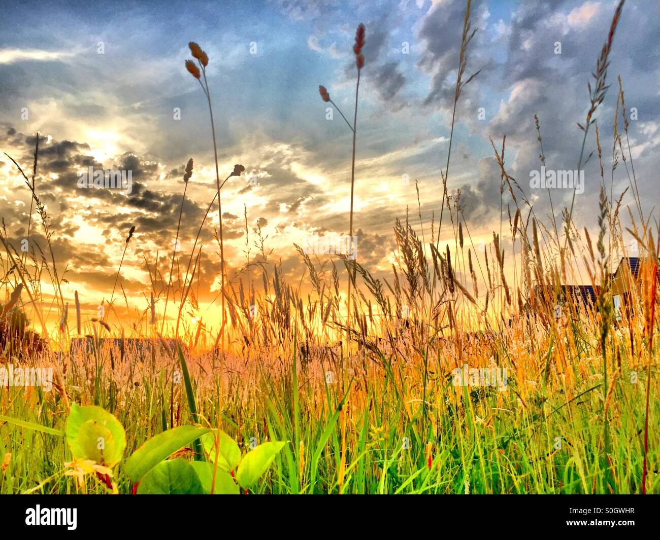 Dramatic Sunset Sky over a grass Field Stock Photo - Alamy