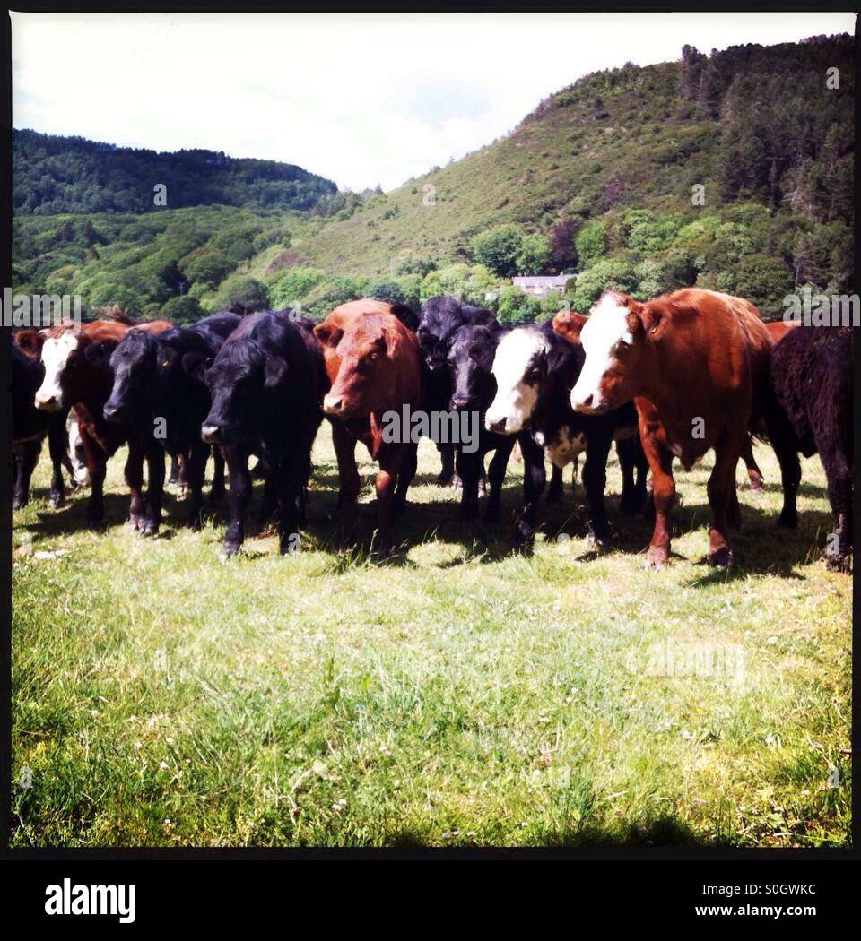 cow line up Stock Photo - Alamy