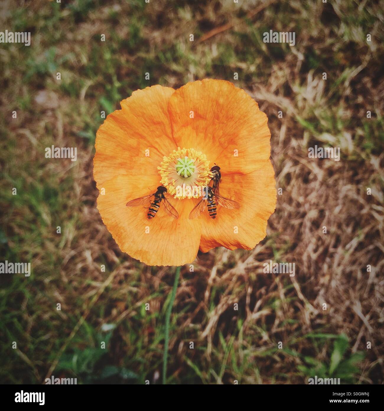 Three insects hi-res stock photography and images - Alamy