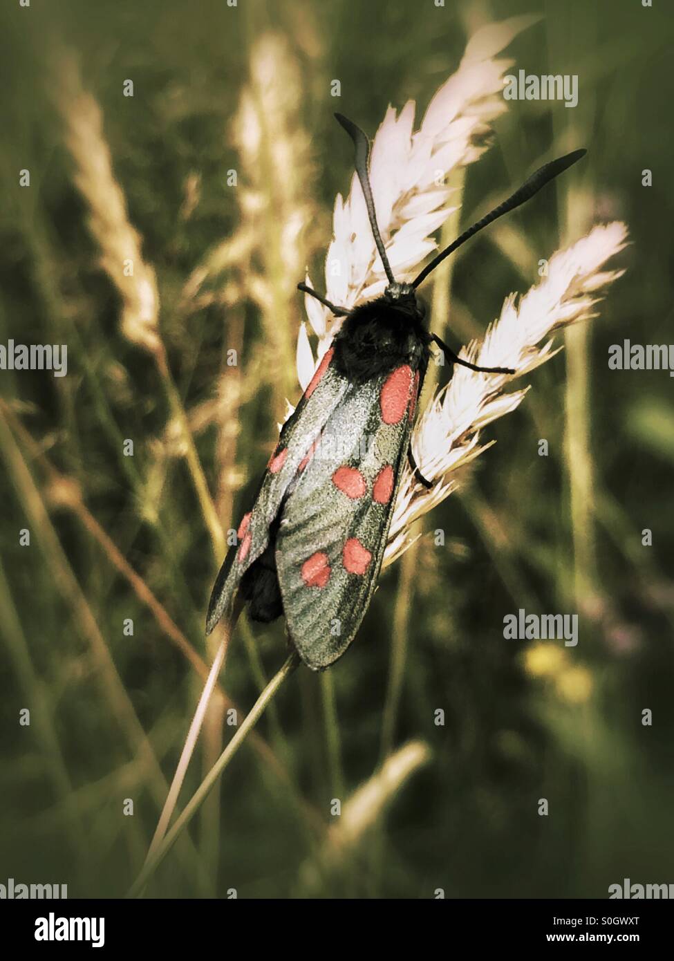 Six-spot Burnet moth on grass stalks Stock Photo - Alamy