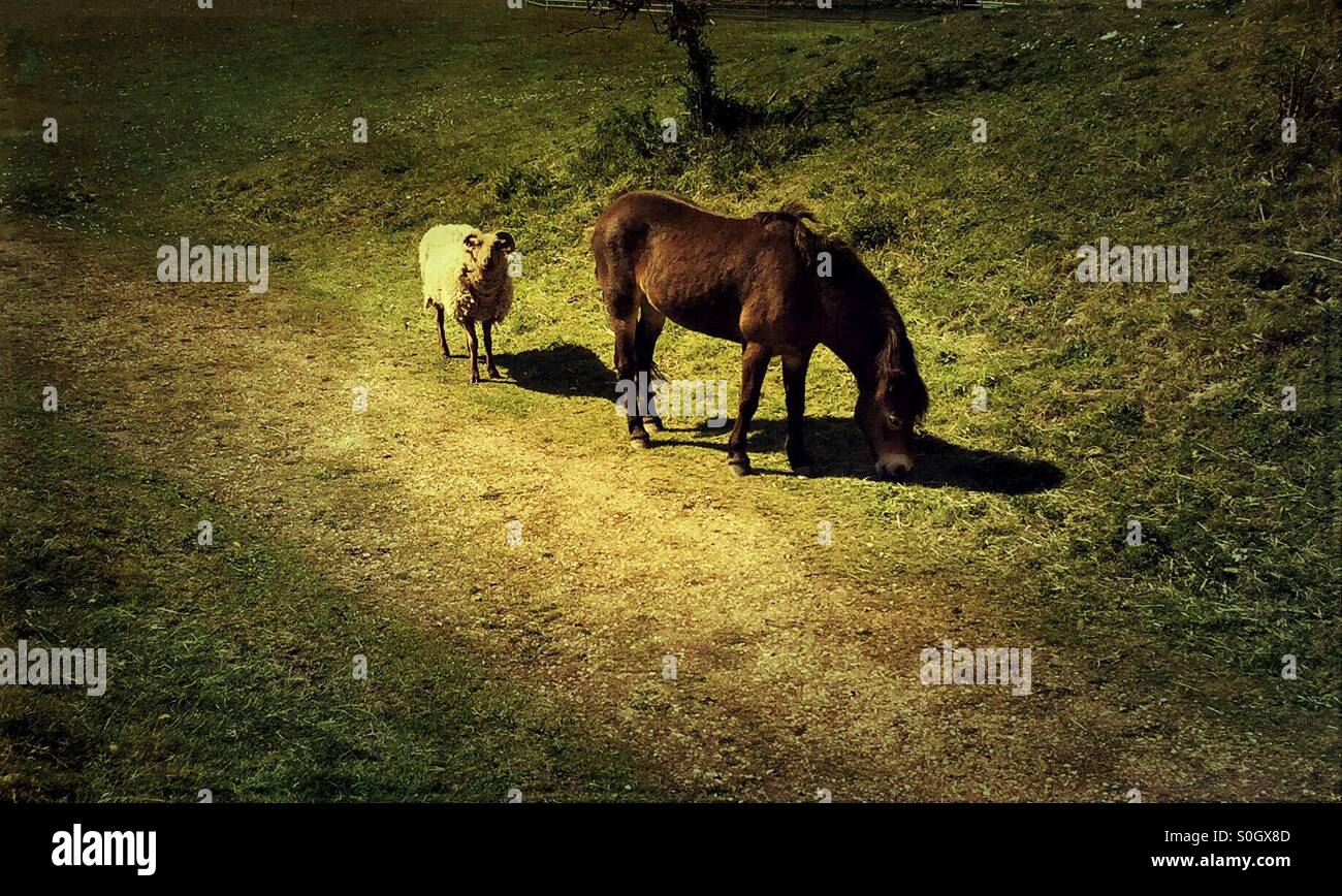 Sheep and pony hi-res stock photography and images - Alamy