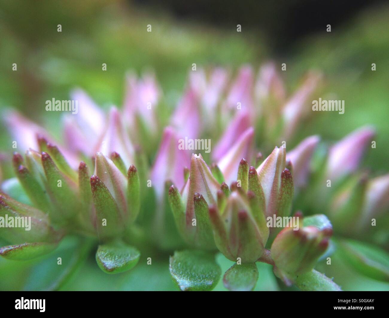 Crop buds hi-res stock photography and images - Alamy