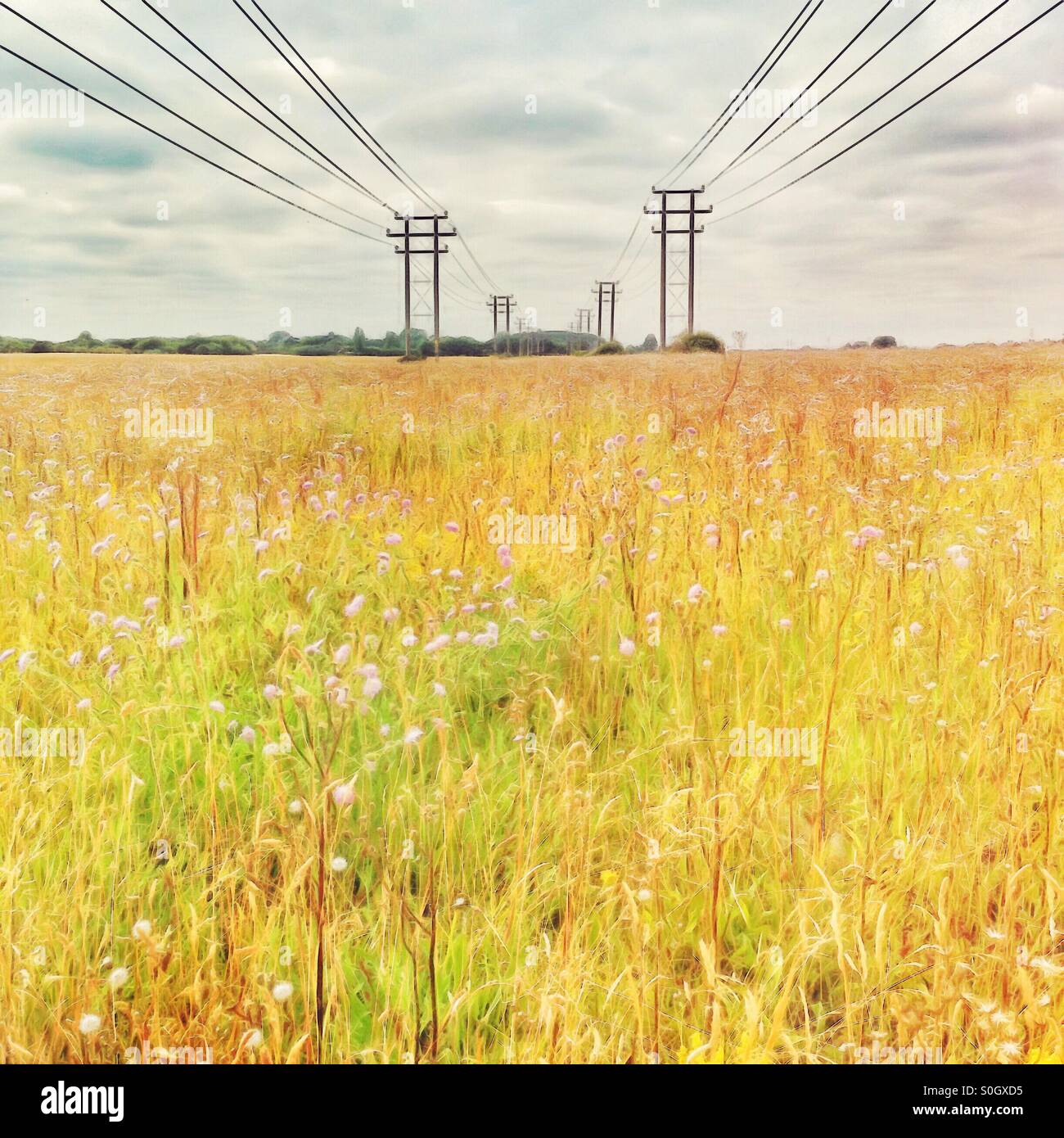 Power lines over wild land Stock Photo - Alamy