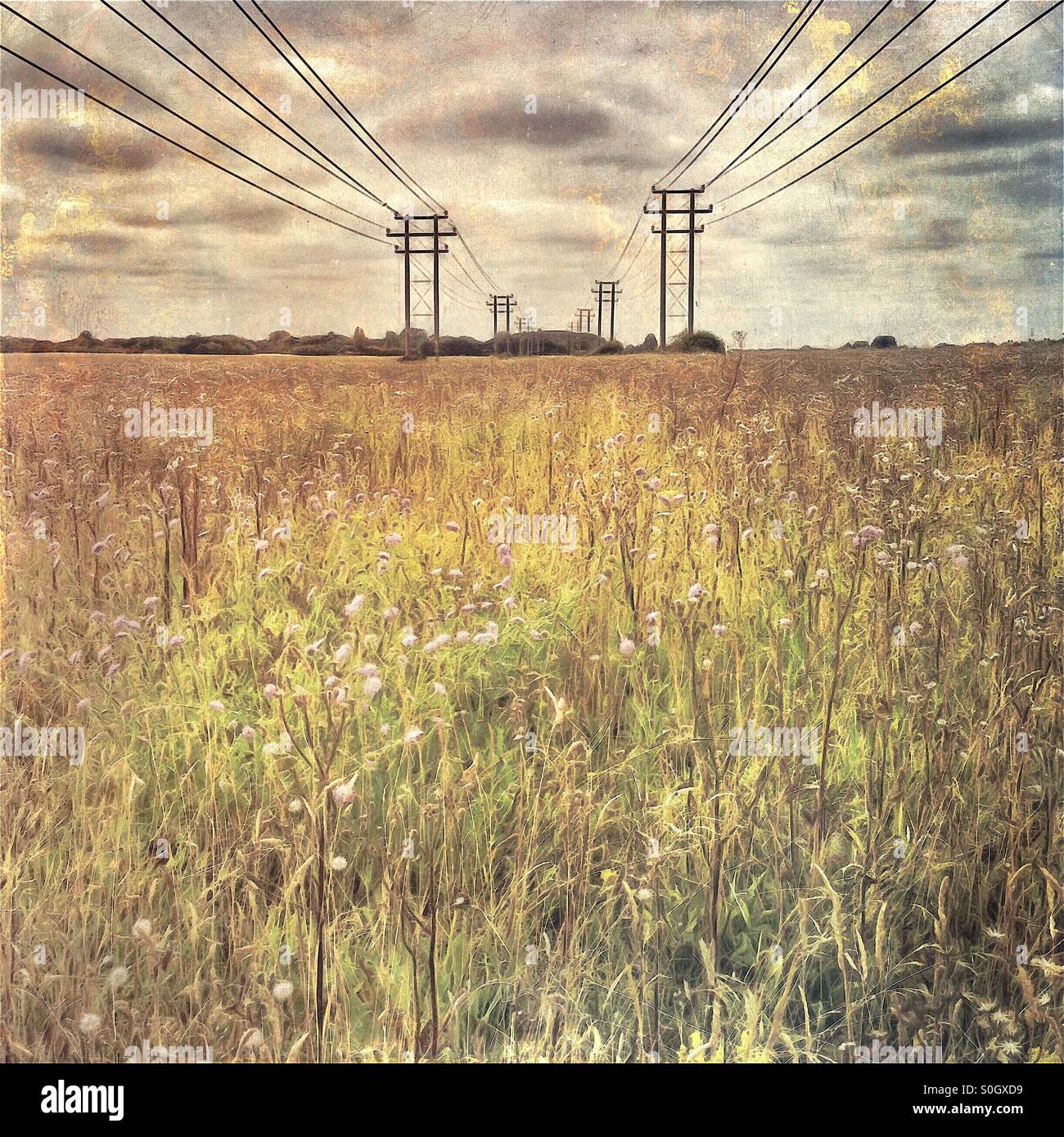 Power lines over wild lands Stock Photo - Alamy