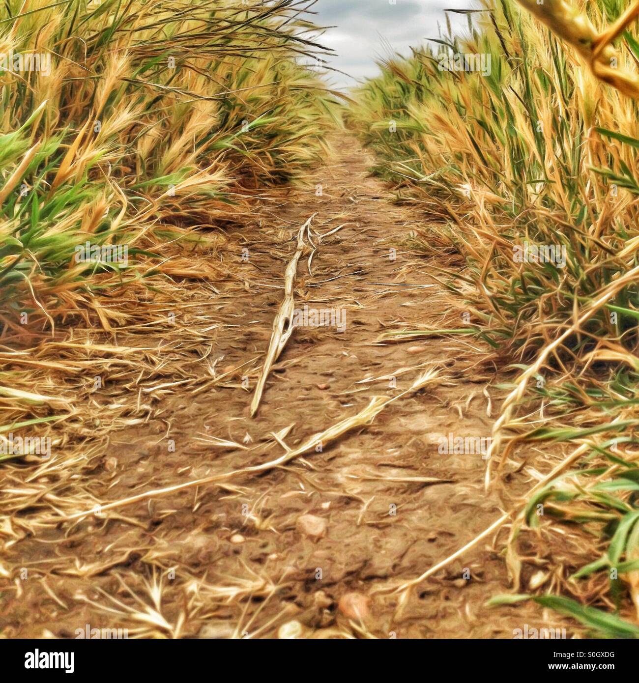Dirt track through a field Stock Photo - Alamy