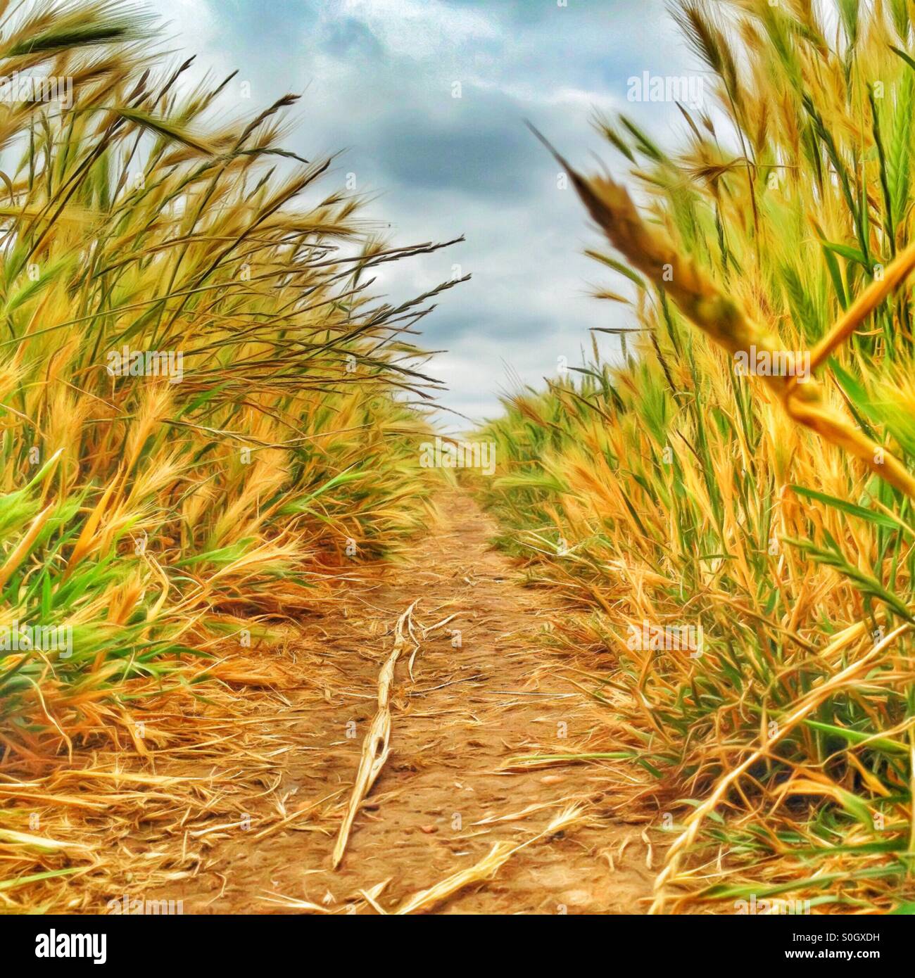 Dirt track footpath in the countryside Stock Photo - Alamy