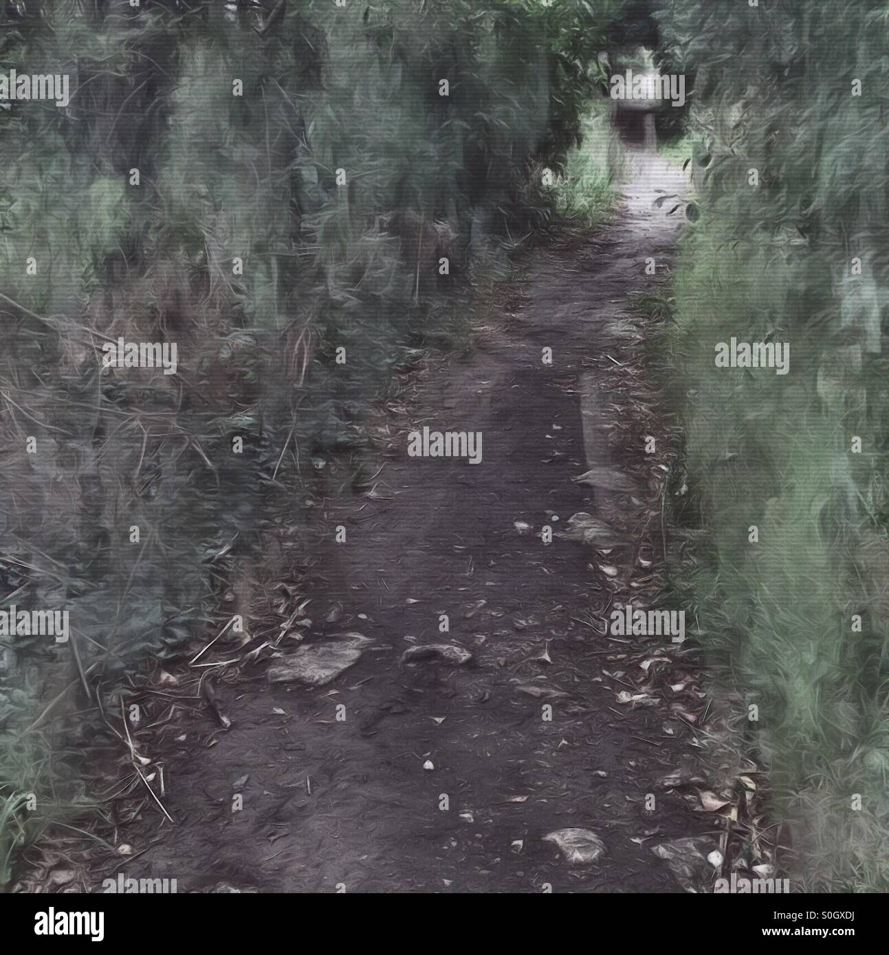Dirt track footpath through bush tunnel Stock Photo - Alamy