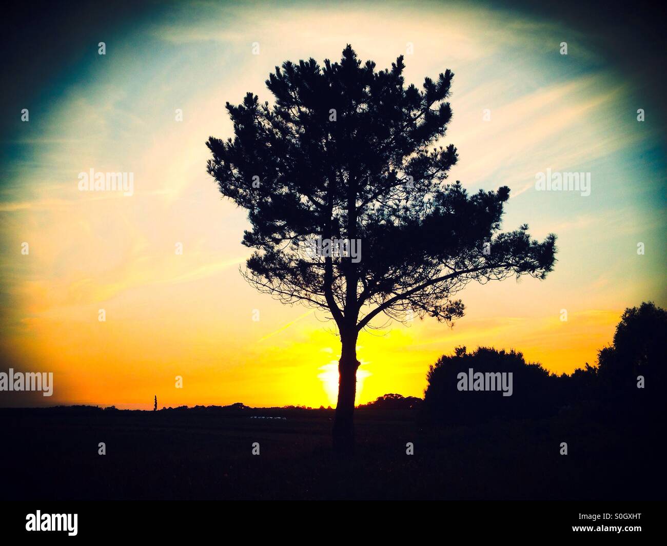 Tree in the shadows on sunset Stock Photo - Alamy