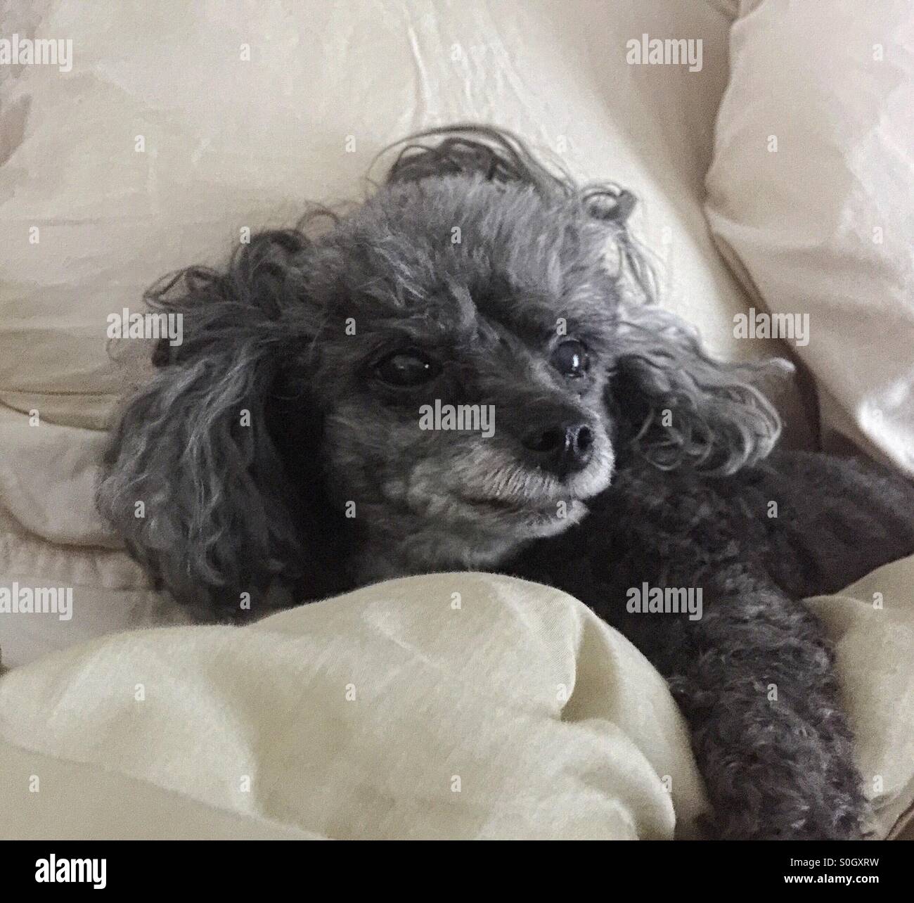 Animal nap hi-res stock photography and images - Alamy