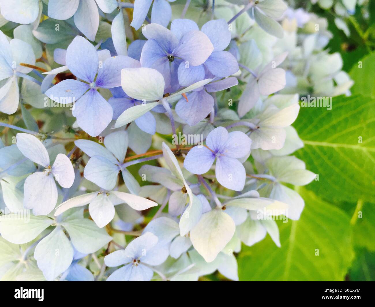 Hydrangea in bloom Stock Photo - Alamy