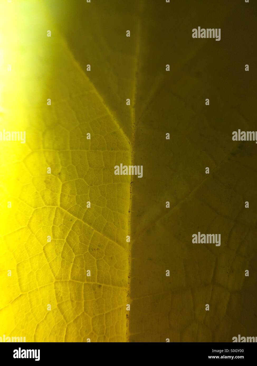Leaf and light Stock Photo - Alamy