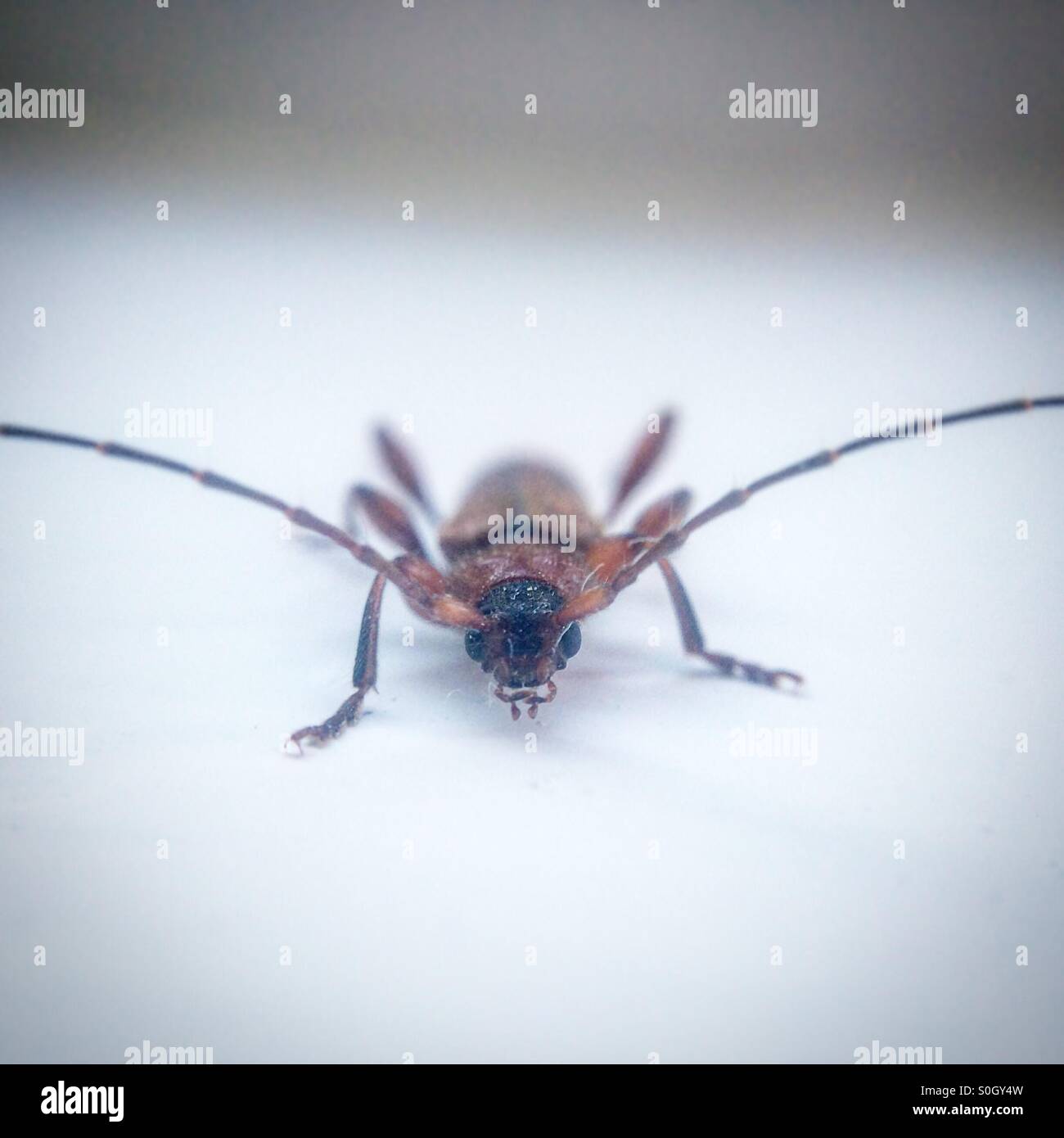 Symmetrical nature hi-res stock photography and images - Alamy