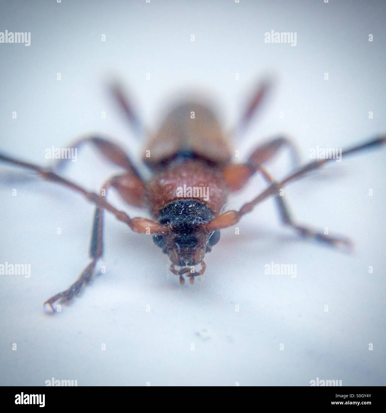 Bug insects hi-res stock photography and images - Alamy