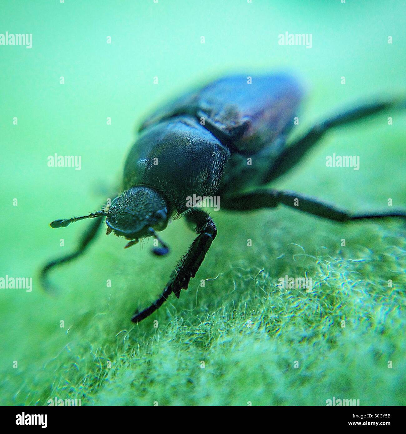 Female stag beetle Stock Photo - Alamy