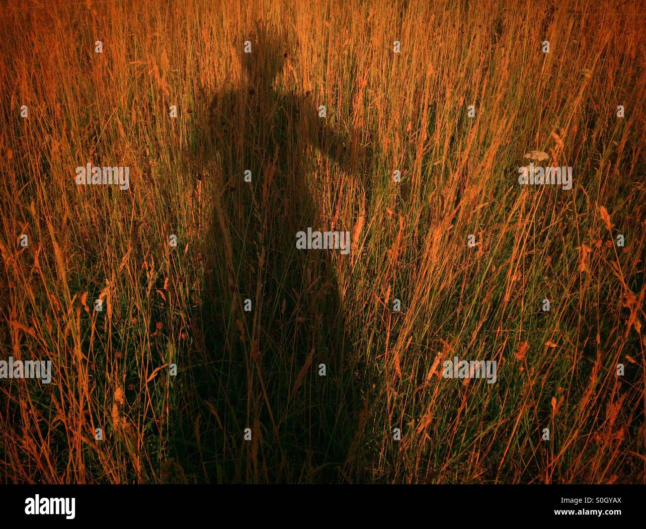 Shadow in the field Stock Photo - Alamy
