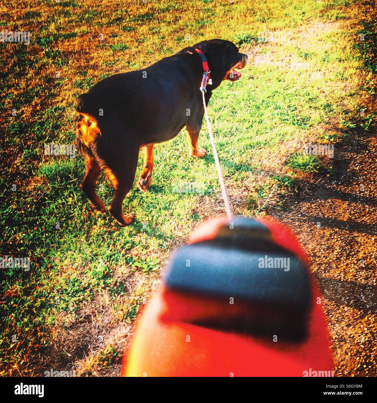 Rottweiler dog walk Stock Photo - Alamy