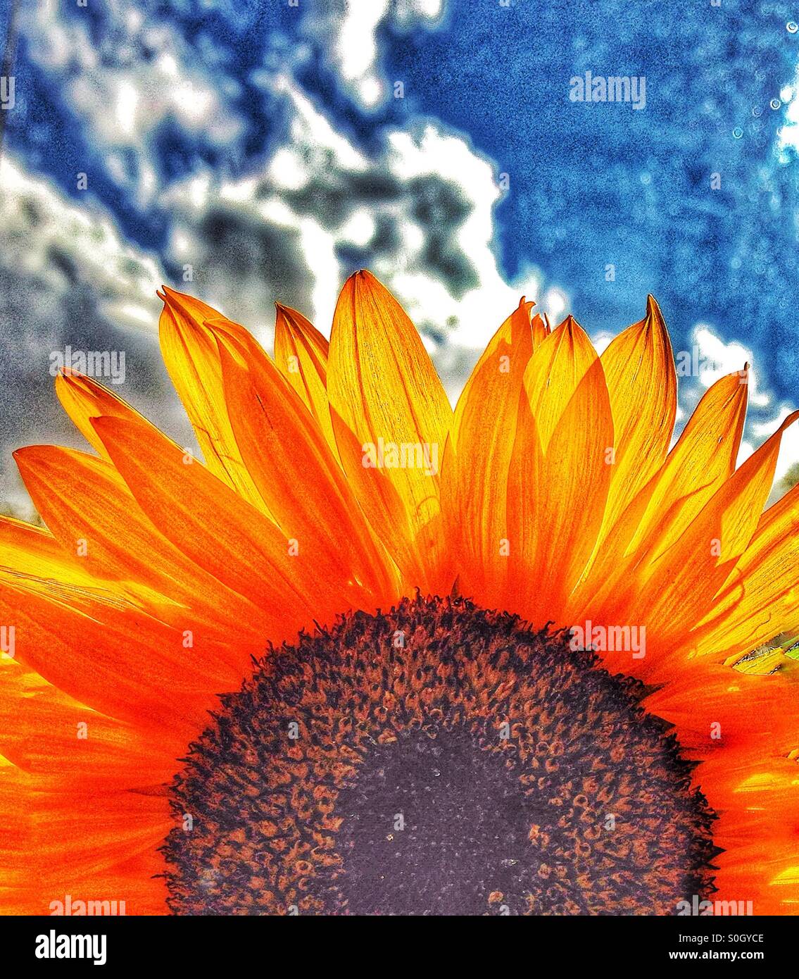 Fiery flower petals hi-res stock photography and images - Alamy