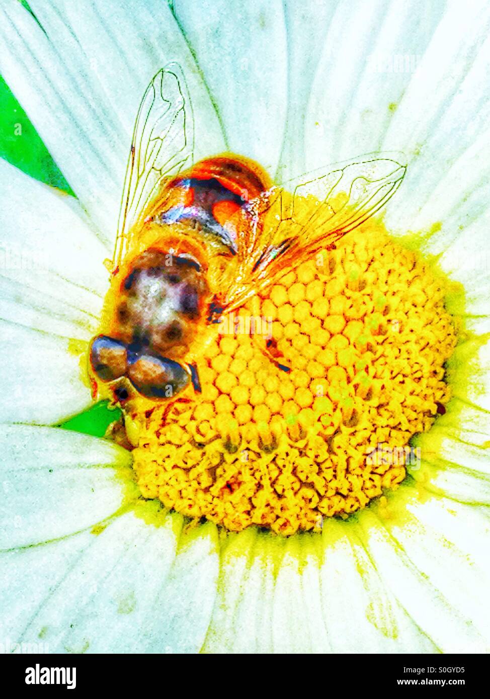 Bee and Daisy Stock Photo - Alamy