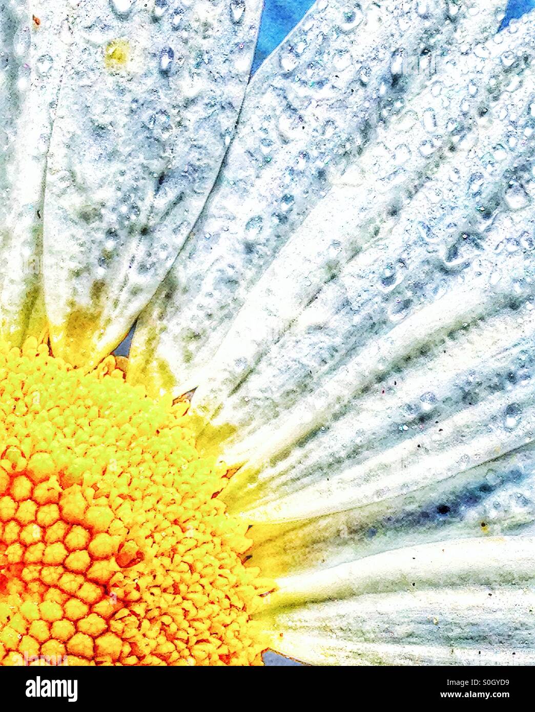 Water on a Daisy Stock Photo - Alamy