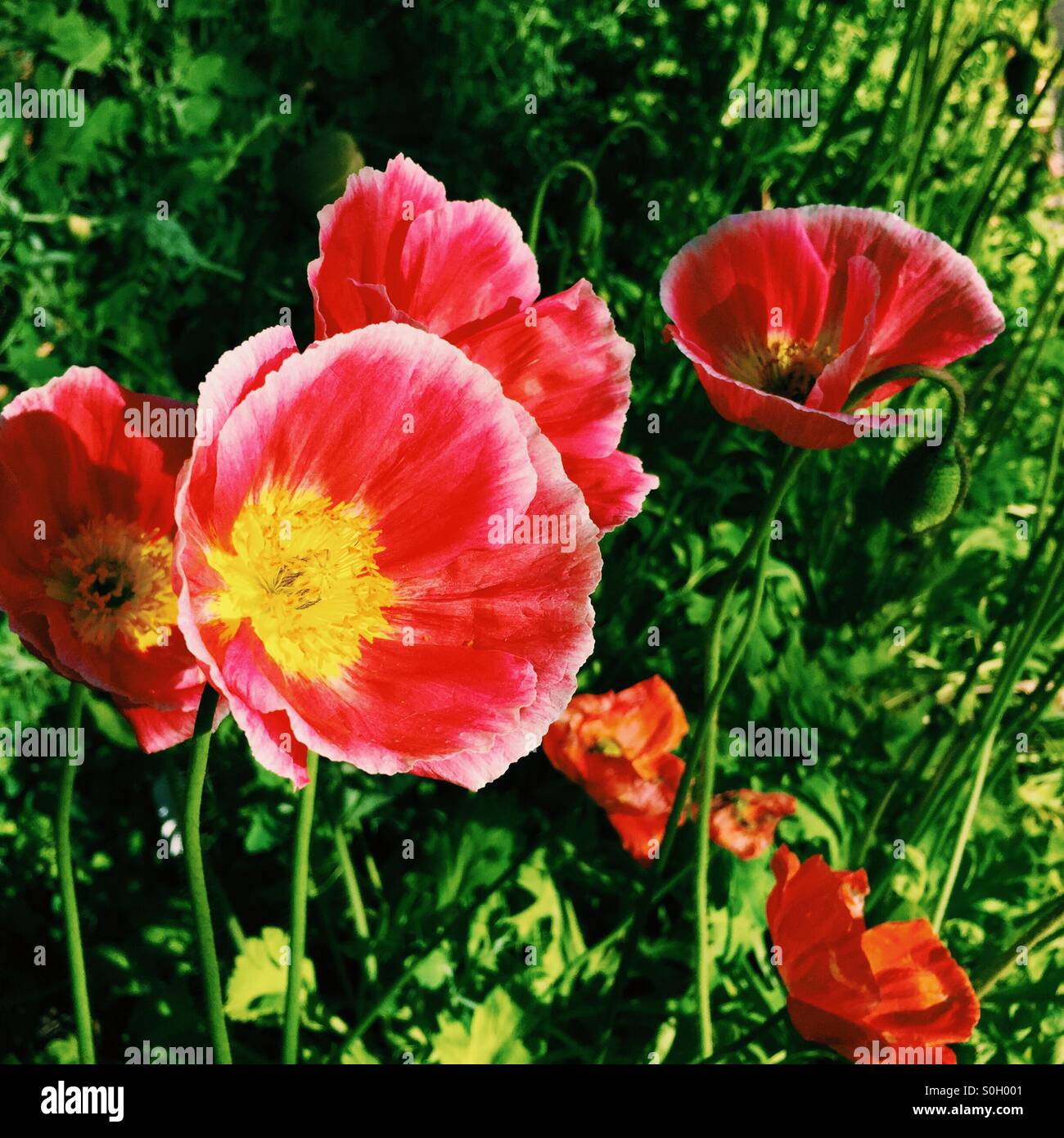 Red flowers long stem hi-res stock photography and images - Alamy