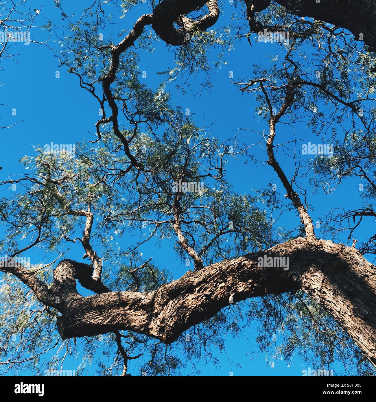 Crooked tree hi-res stock photography and images - Alamy
