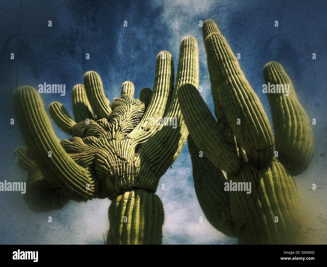 Textured grunge treatment of ancient rare cristate saguaro cactus in ...