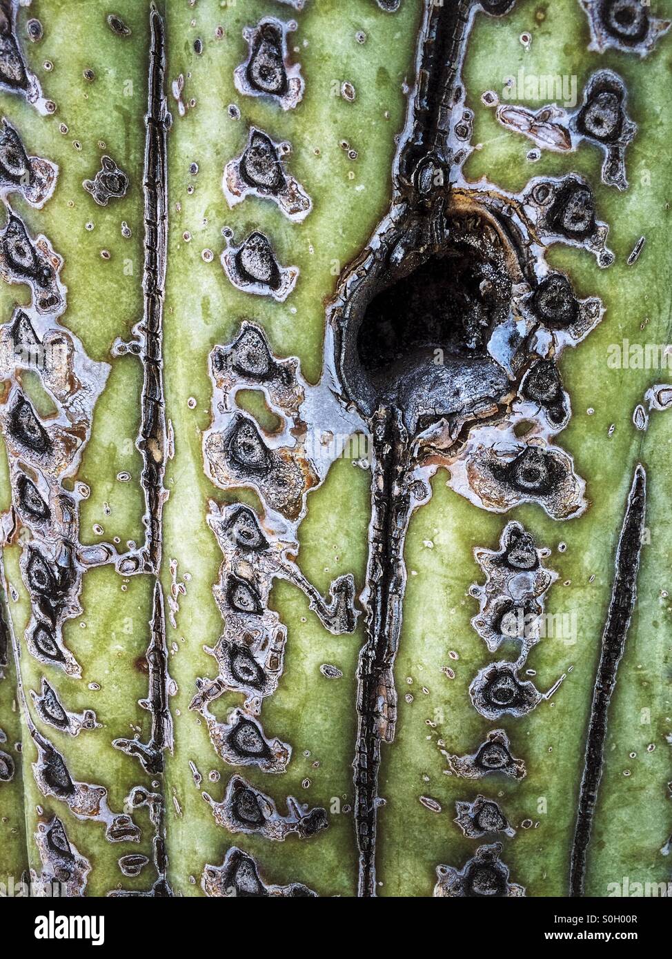 Abstract pattern of growth scars on old saguaro cactus, Arizona Stock ...