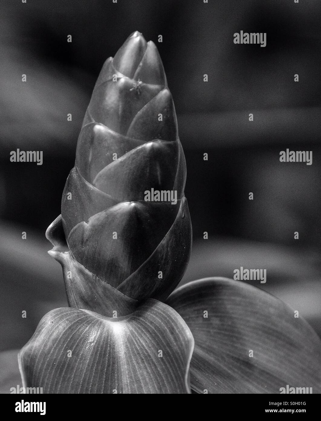 Red flower in black and white Stock Photo - Alamy