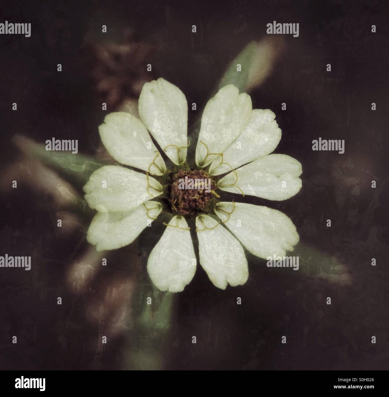 Muted flower abstract Stock Photo - Alamy