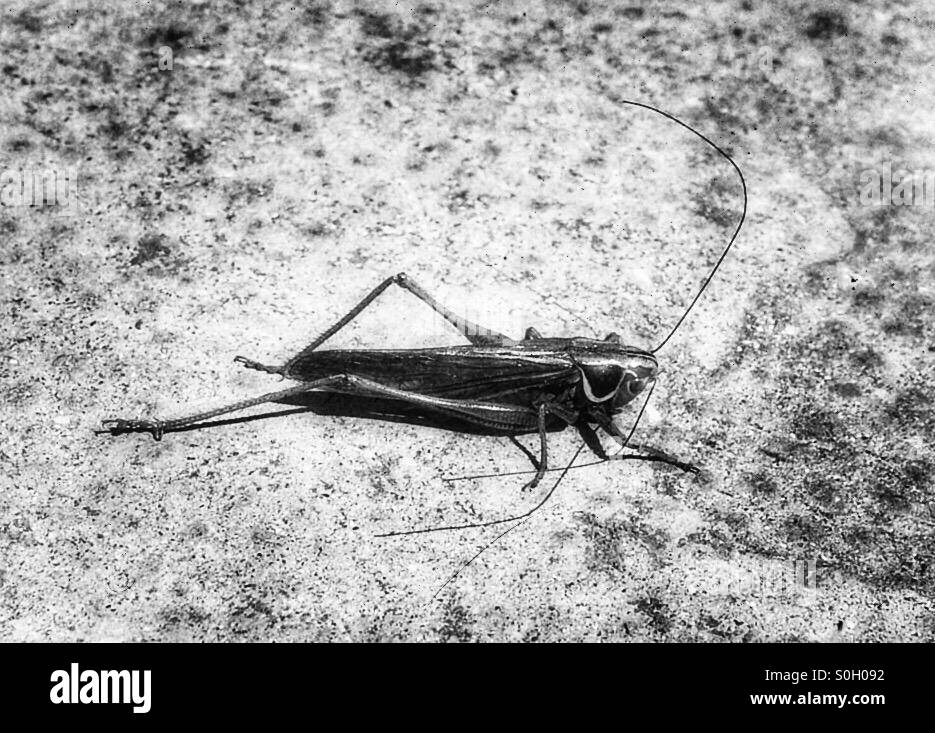 The grasshopper Black and White Stock Photos & Images - Alamy