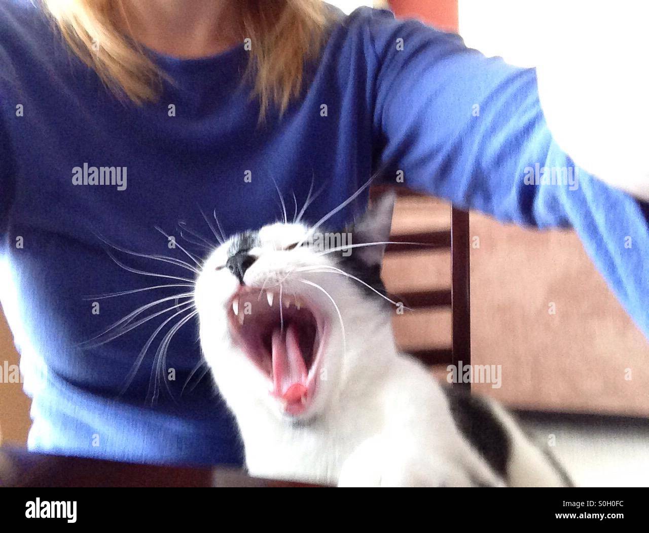 House cat to yawn hi-res stock photography and images - Alamy