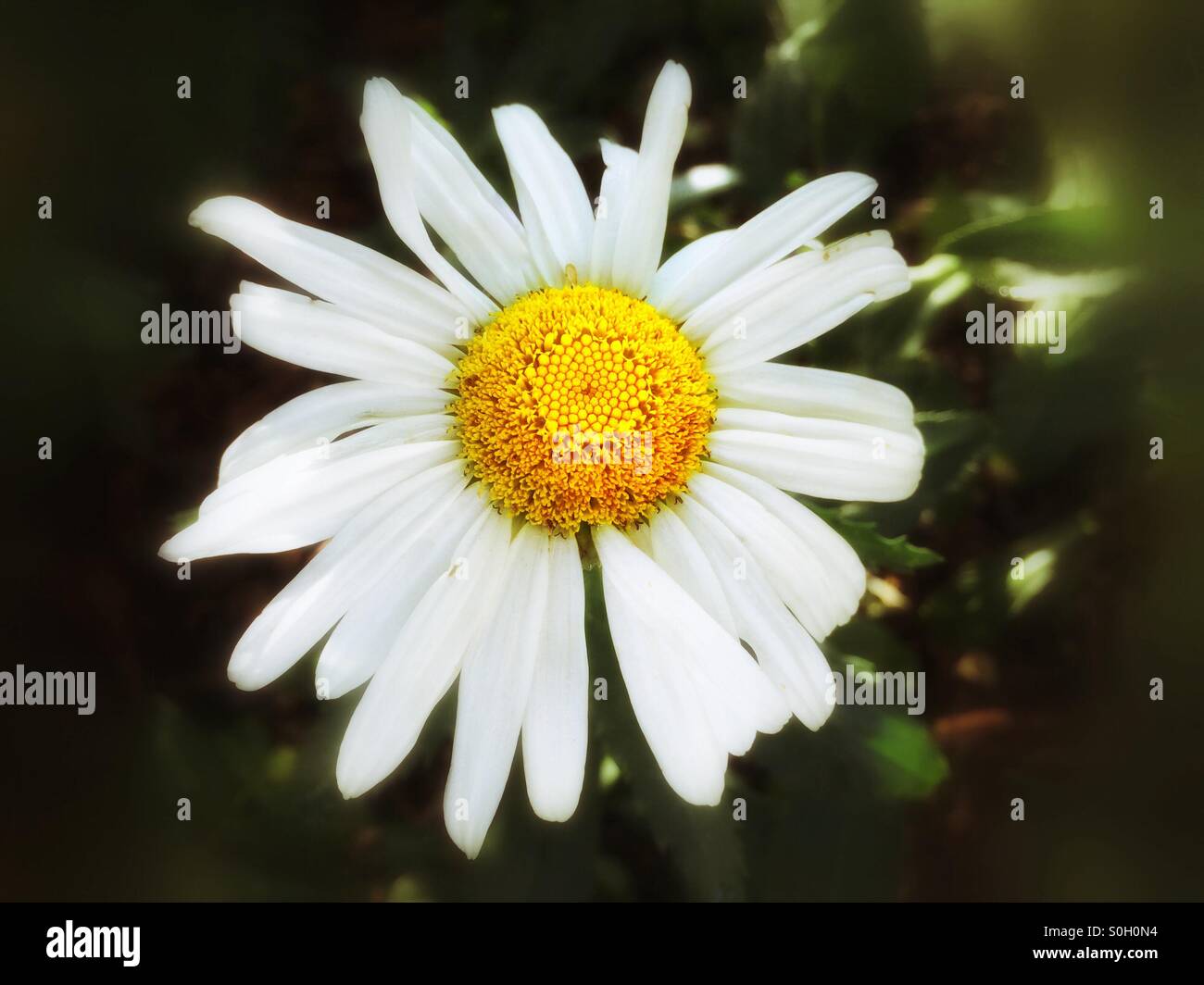 Marguerite daisy flower hi-res stock photography and images - Alamy