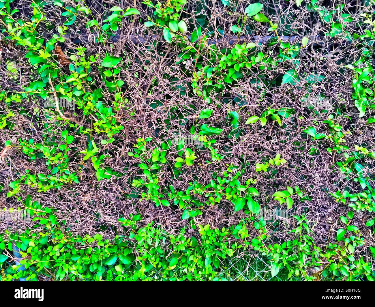Grass vine hi-res stock photography and images - Alamy