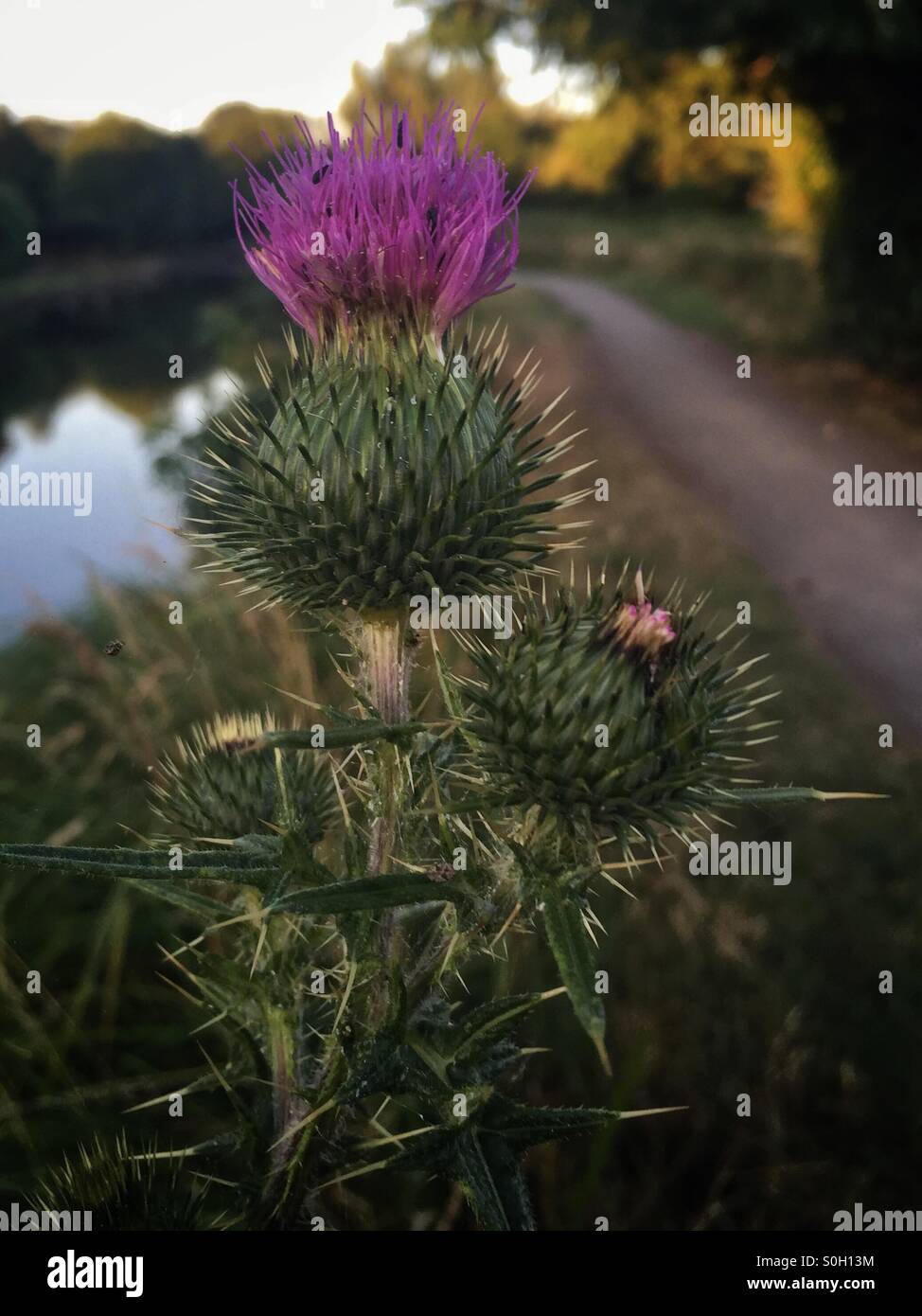 Thistle scotland emblem hi-res stock photography and images - Alamy