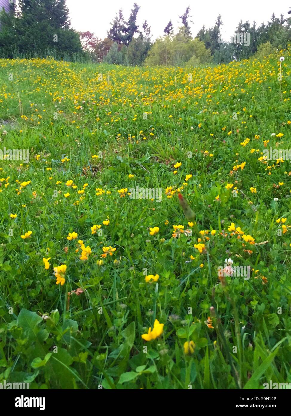 Yellow bloom hi-res stock photography and images - Alamy