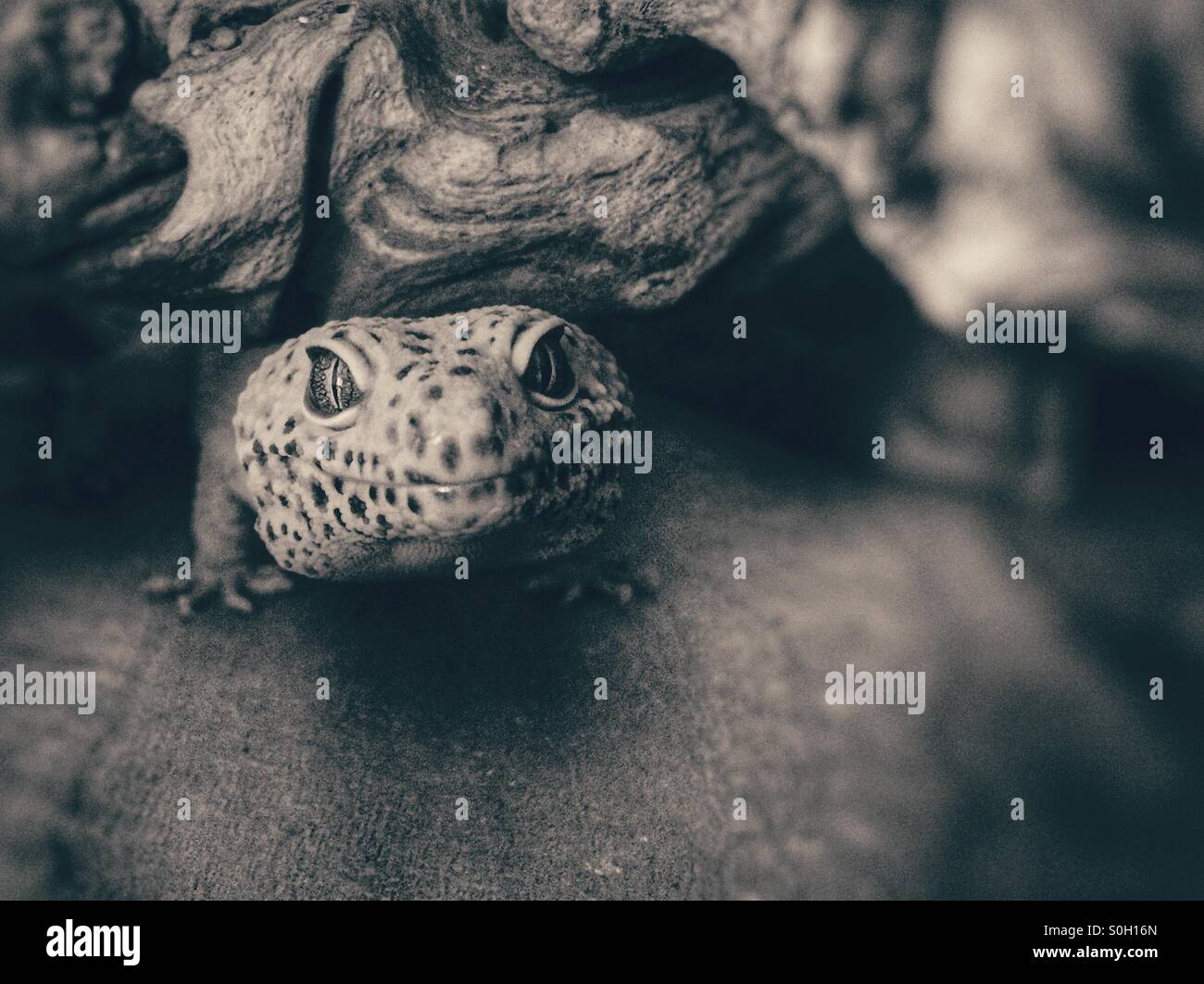 Leopard gecko face Stock Photo - Alamy