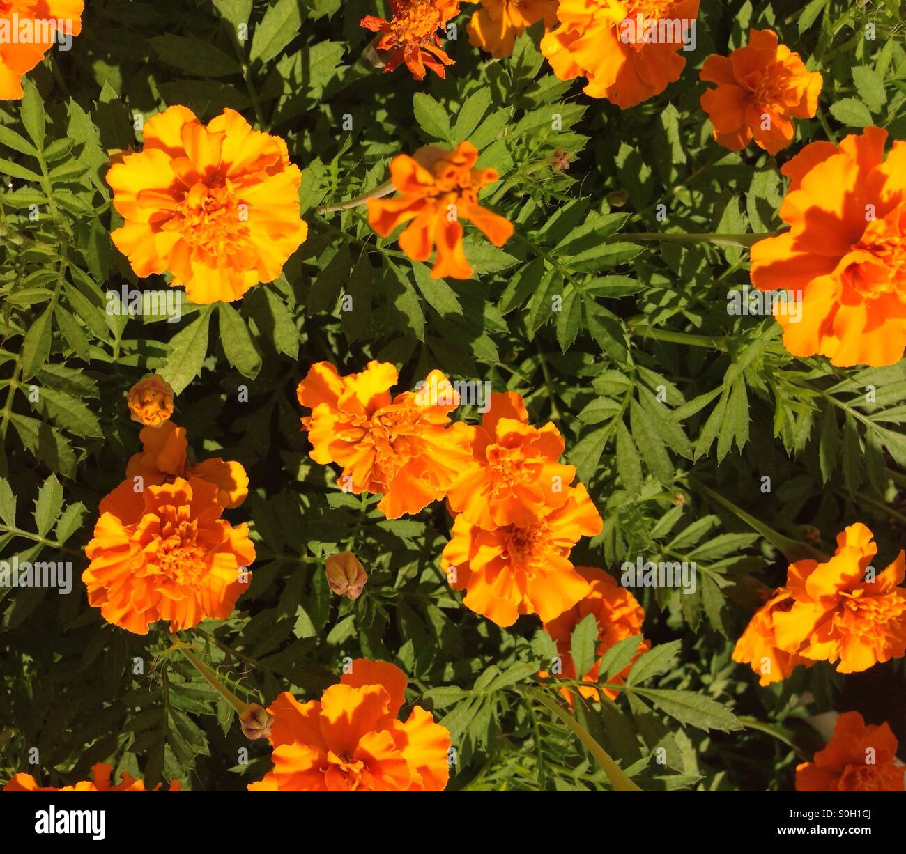Sun marigolds hi-res stock photography and images - Alamy