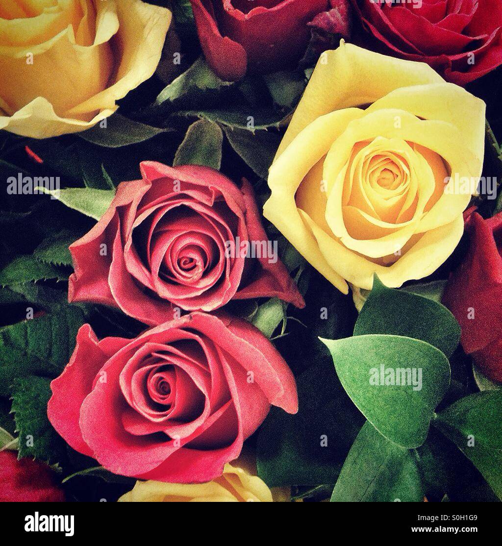 Red and yellow roses Stock Photo - Alamy